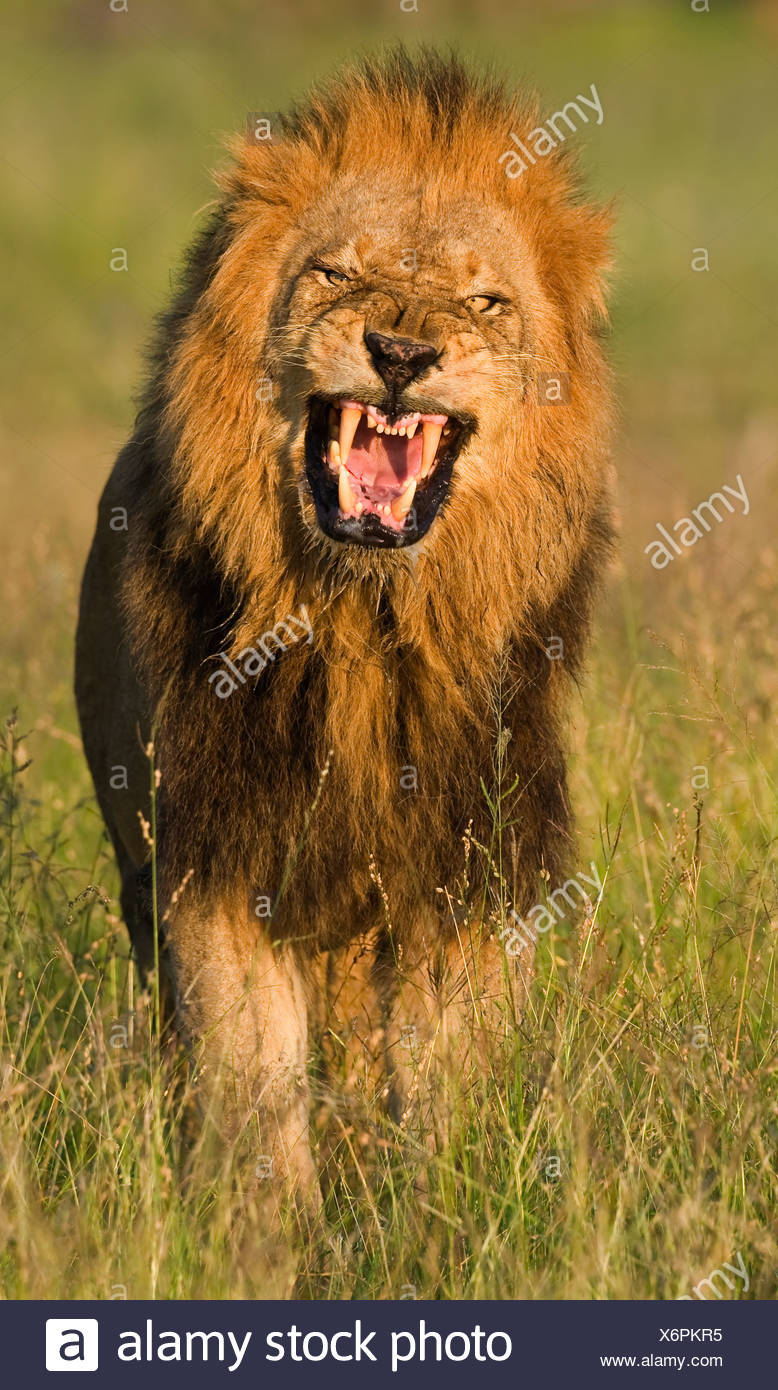 Leone Che Ruggisce Immagini e Fotos Stock - Alamy