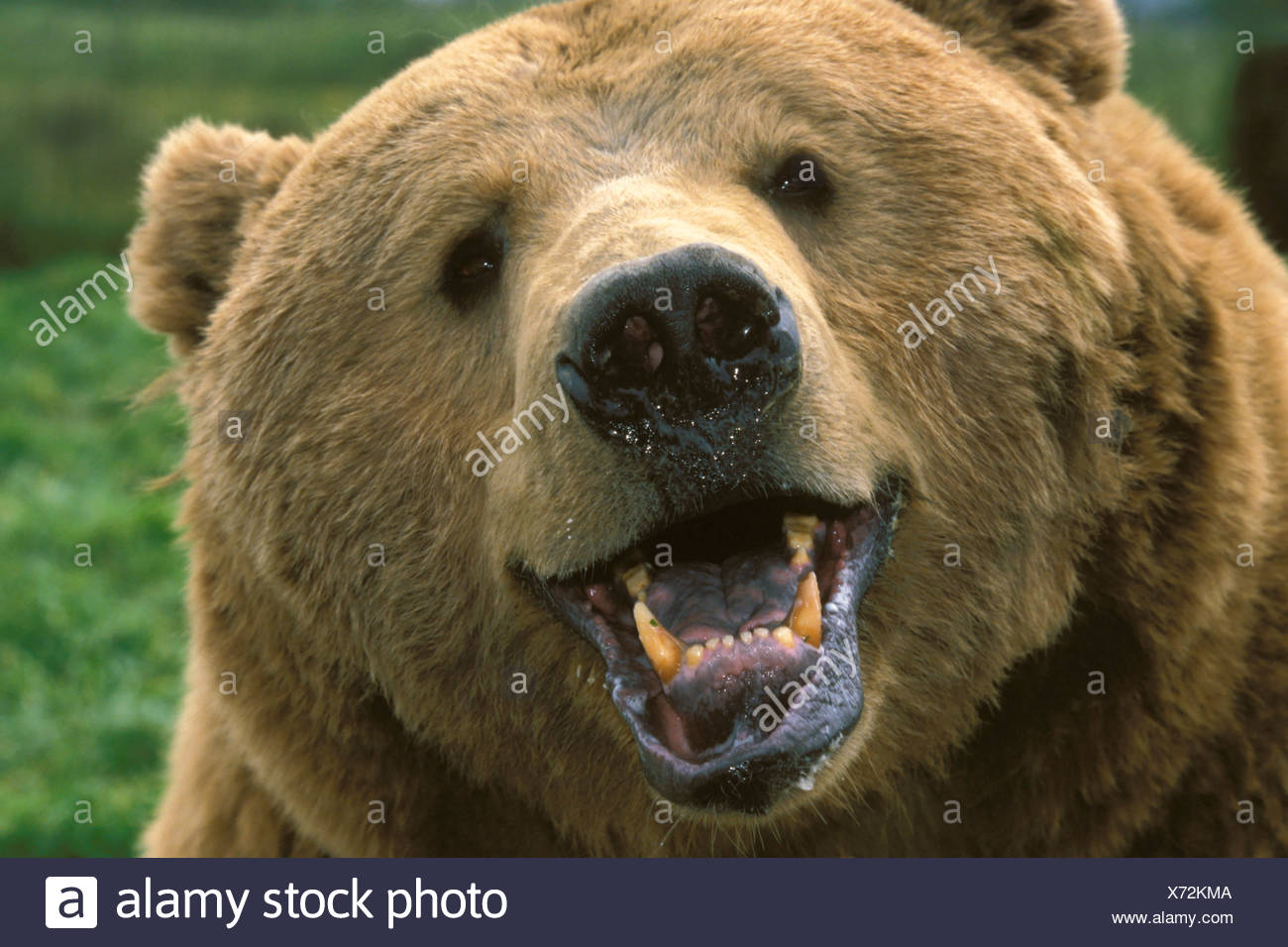 Mean Grizzly Bear Immagini e Fotos Stock - Alamy