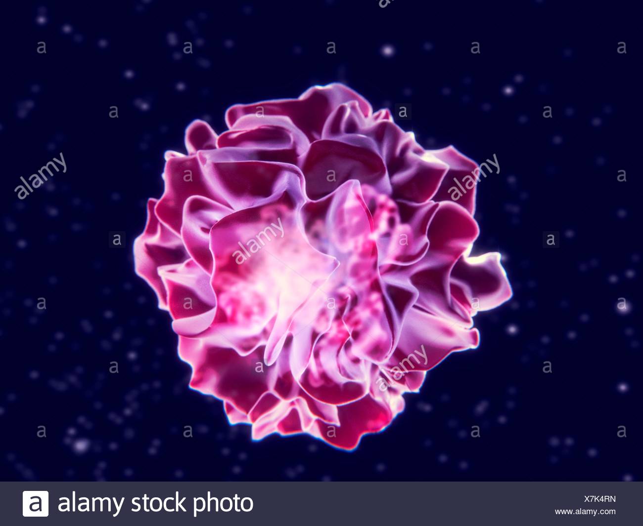 Cellula Presentatrice Di Antigeni Immagini e Fotos Stock - Alamy