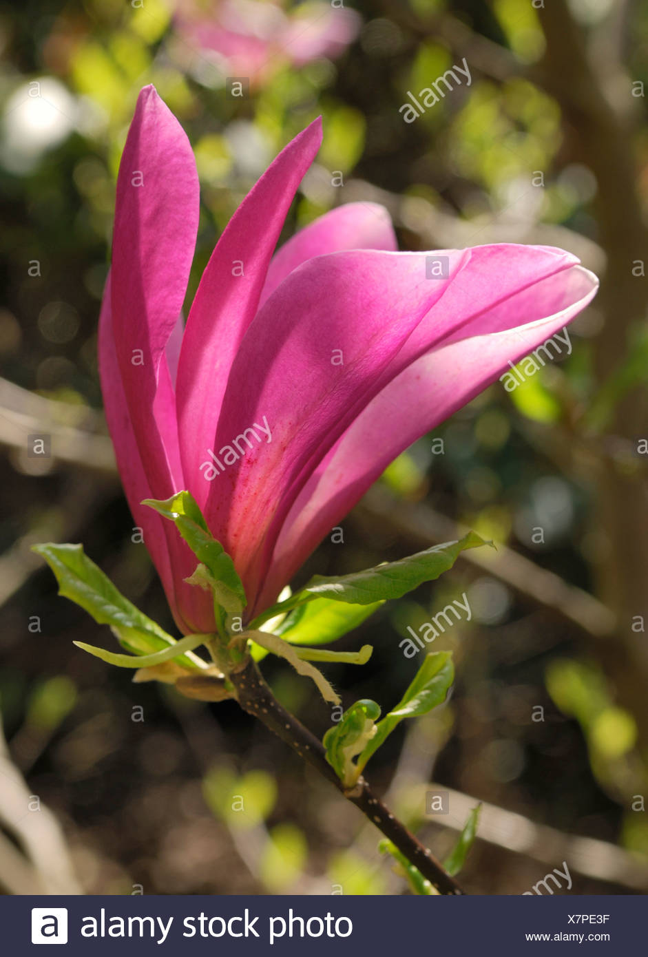 Magnolia Liliiflora Immagini e Fotos Stock - Alamy