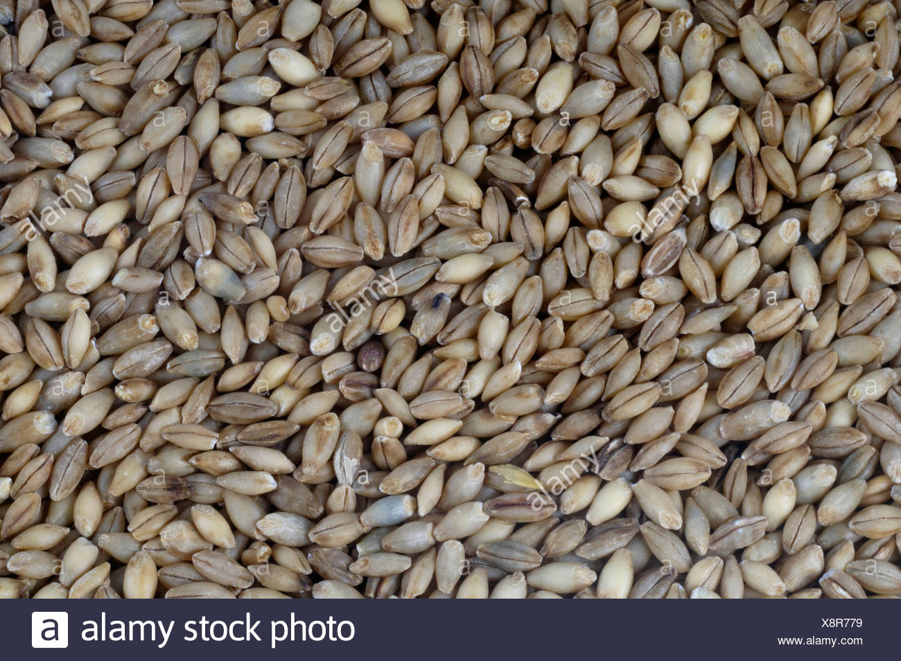Hordeum Distichon Immagini e Fotos Stock - Alamy