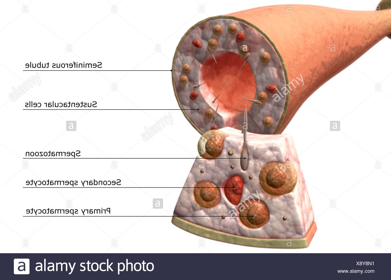 Tubulo Seminifero Immagini e Fotos Stock - Alamy