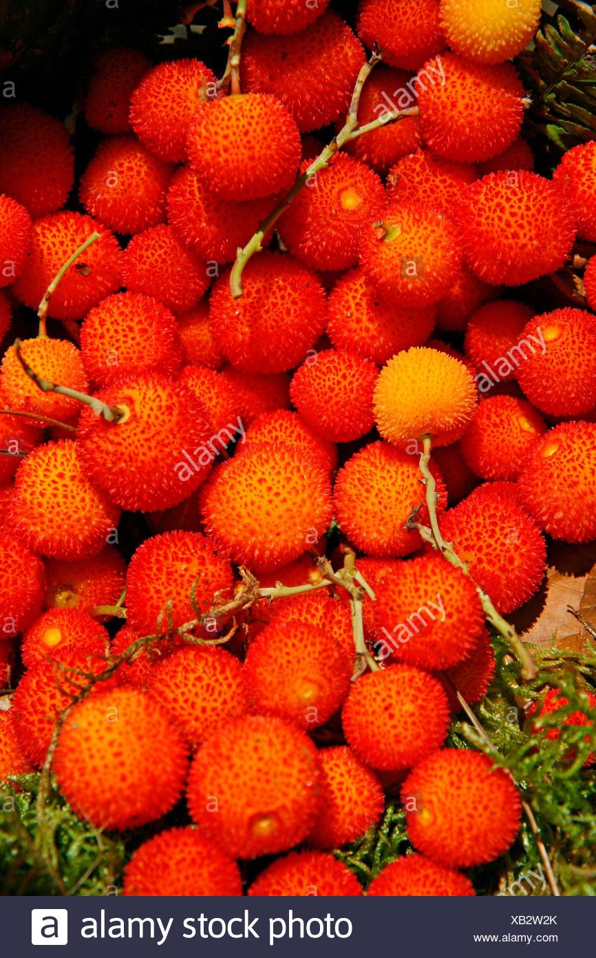 Albero Di Corbezzolo Immagini e Fotos Stock - Alamy