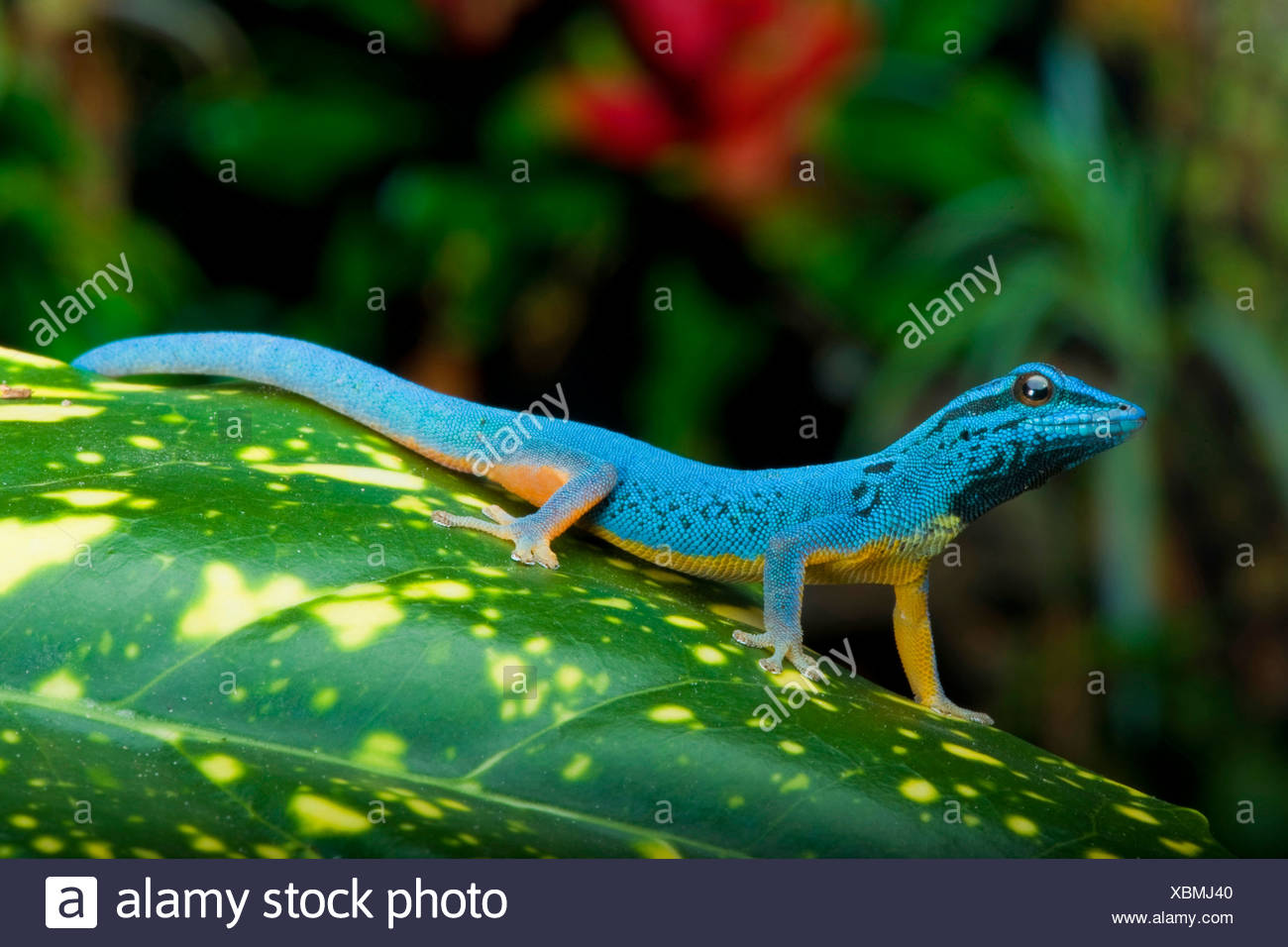 Geco Nano Blu Elettrico Gecko Williams Immagini e Fotos Stock - Alamy