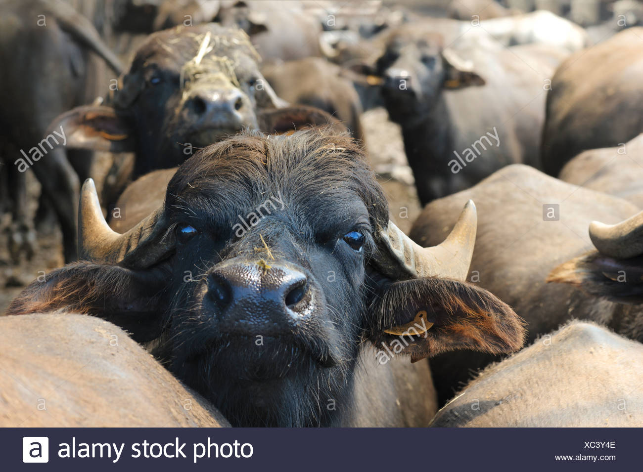 Bufali Italiani Immagini e Fotos Stock - Alamy