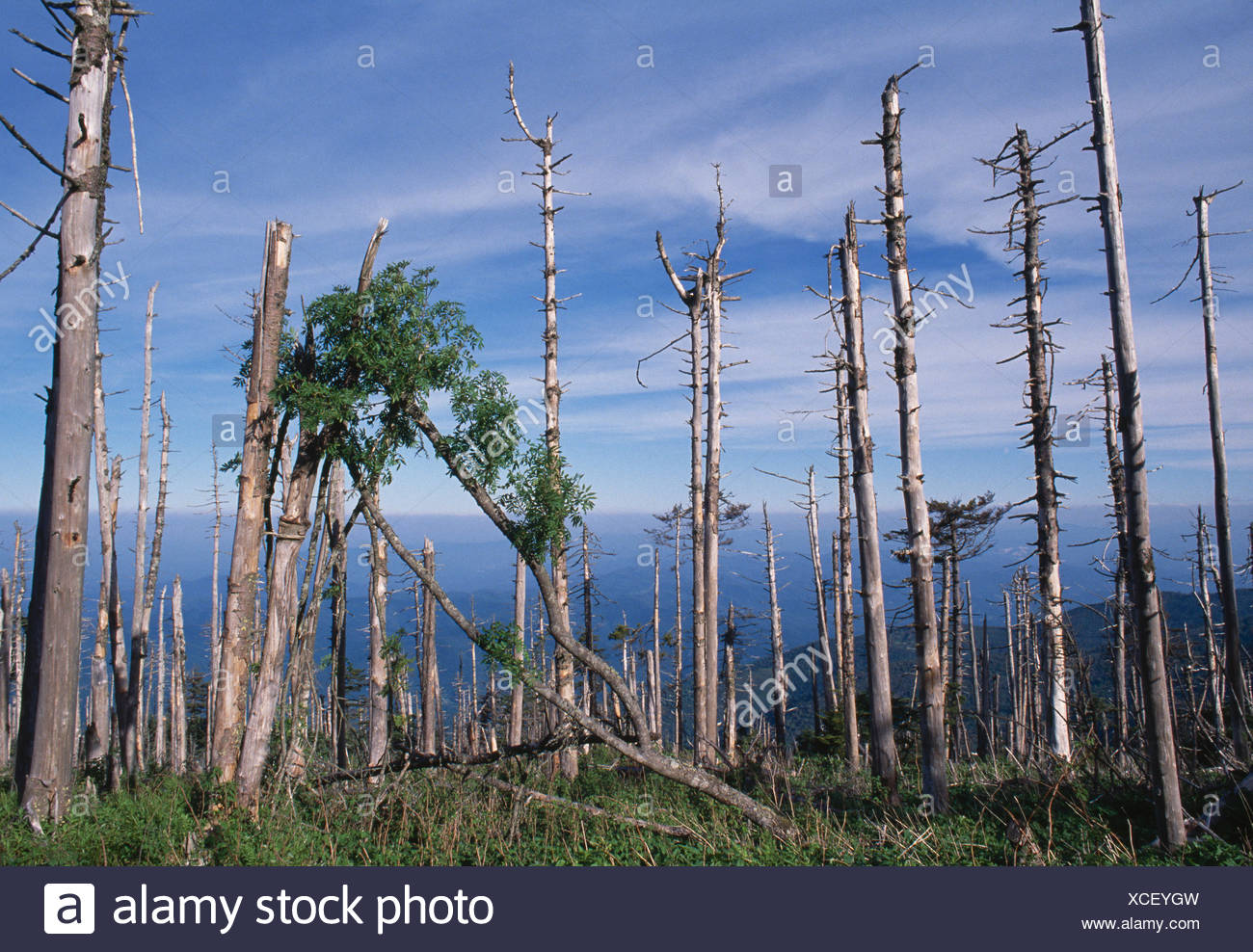 Pioggia Acida Immagini e Fotos Stock - Alamy