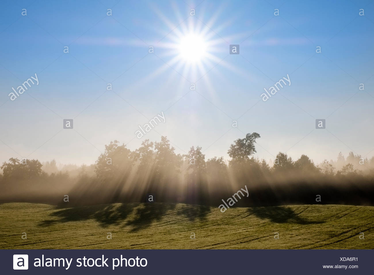 Stella Del Mattino Immagini & Stella Del Mattino Fotos Stock - Alamy