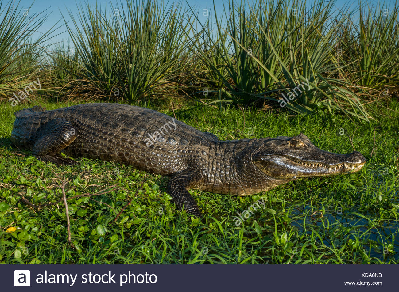 Caimano Nero Immagini e Fotos Stock - Alamy