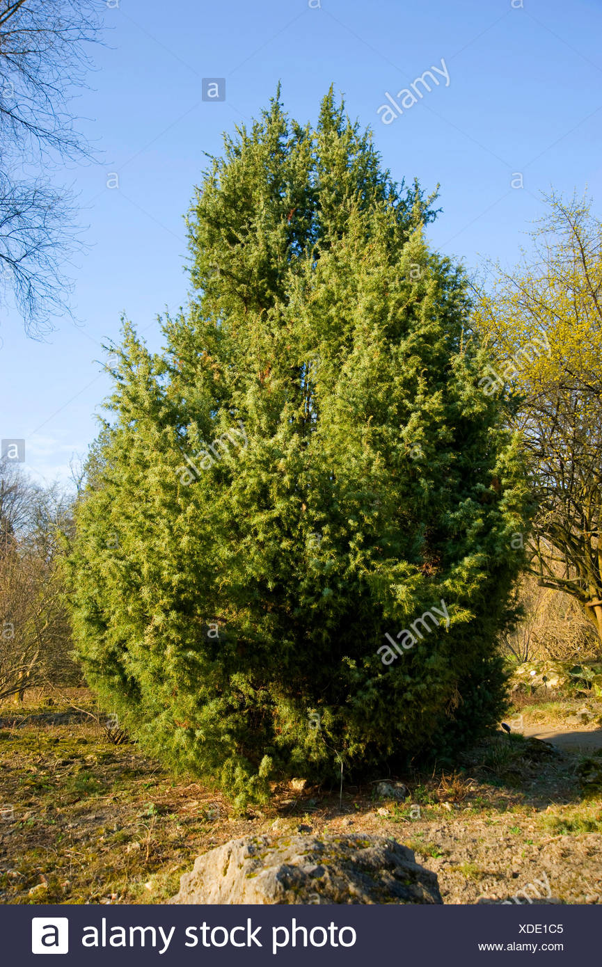 Ginepro Comune Immagini e Fotos Stock - Alamy