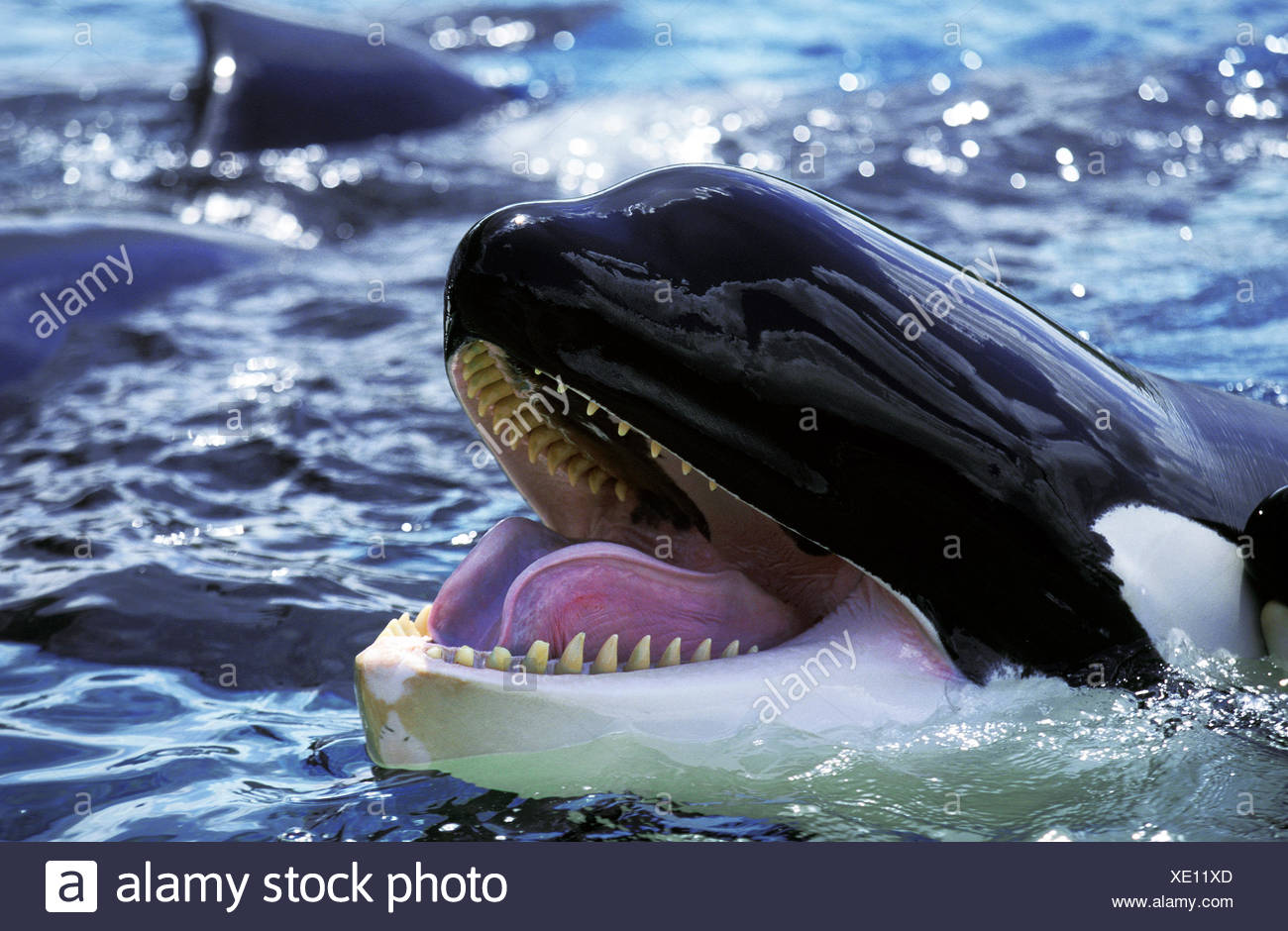 Killer Whale Orca Tooth Orcinus Immagini e Fotos Stock - Alamy